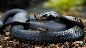 Les serpents les plus dangereux d'Afrique du Sud (1ère partie ...