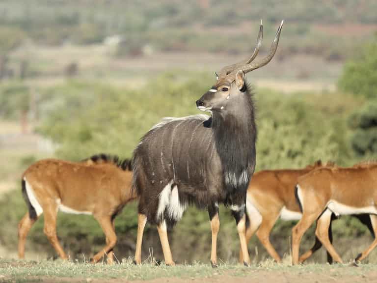 antilope-afrique-du-sud