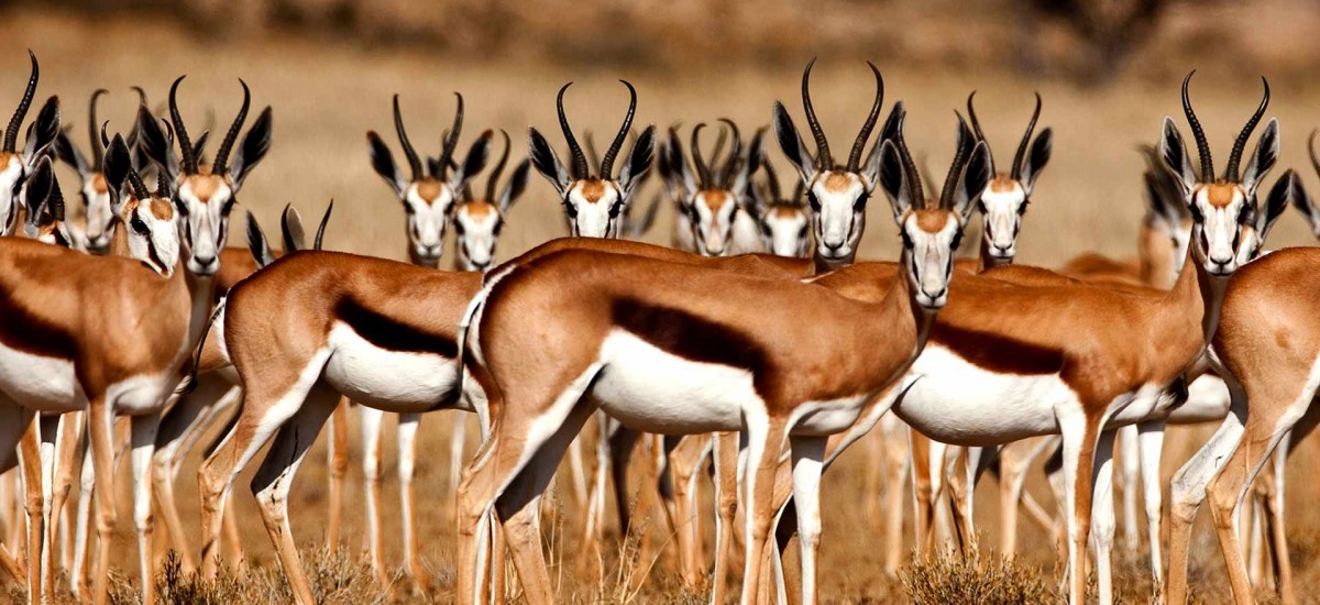 Les springboks du Kalahari, les fleurs du Namakwaland et Cape Town